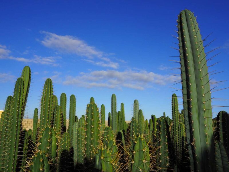 San Pedro Cactus: Everything You Need to Know - Nature's Bridge to the ...