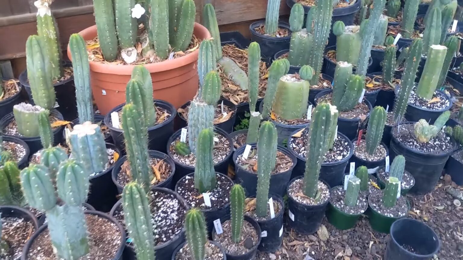 San Pedro Cactus: Everything You Need to Know - Nature's Bridge to the ...